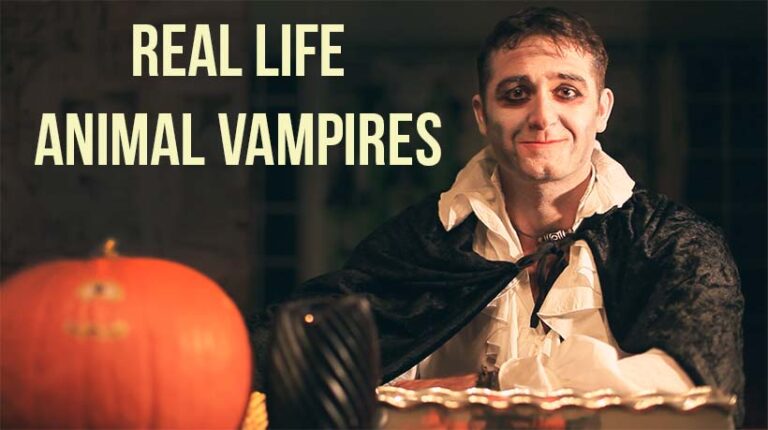 10 Vampires of the Animal Kingdom - Untamed Science
