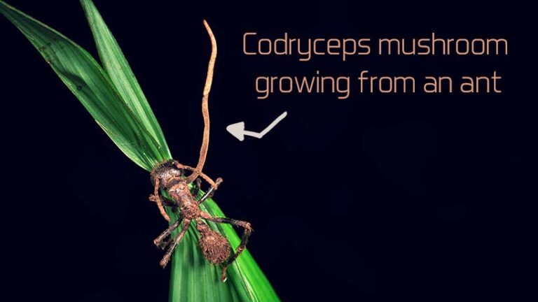 The Medicinal Mushroom Known as Cordyceps: Uses and Benefits - Untamed ...