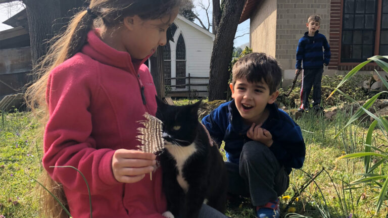 cat 1 - Untamed Science