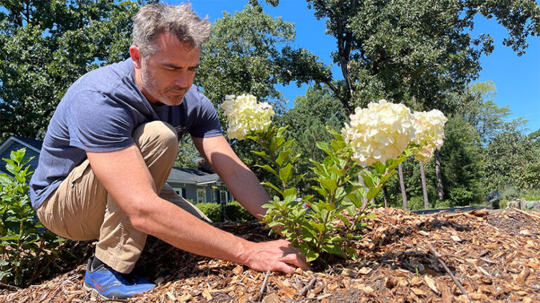 The Best Garden Beautification Tips - Untamed Science