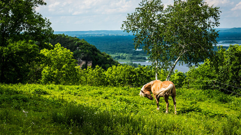 Equine Science 101: 5 Basics Of Horse Care