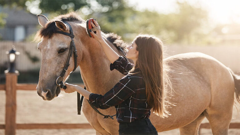 Equine Science 101: 5 Basics Of Horse Care