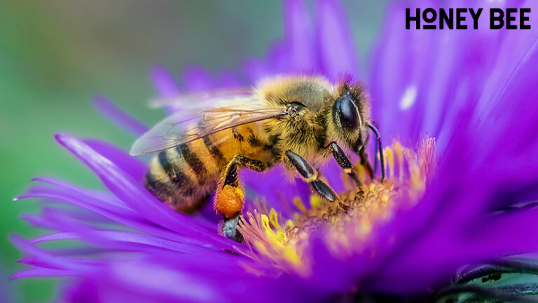 Aposematism, Müllerian Mimicry, and Batesian Mimicry - Untamed Science