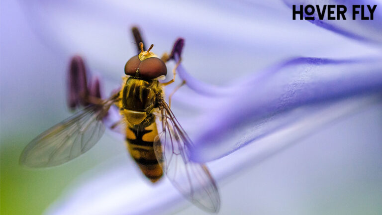 Aposematism, Müllerian Mimicry, and Batesian Mimicry - Untamed Science