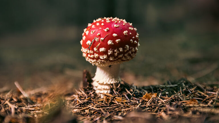 amanita muscaria rob nelson shot - Untamed Science