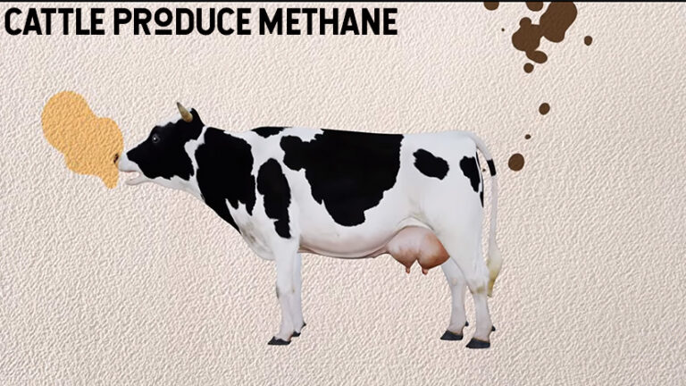 cattle produce methane - Untamed Science cattle produce methane - Untamed Science
