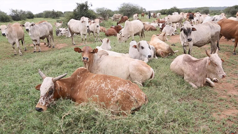Can feeding cattle algae help reduce methane emissions?! - Untamed Science