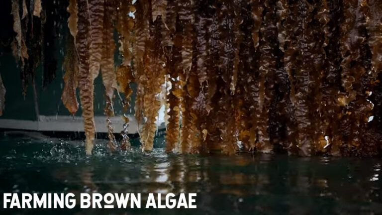 farming algae - Untamed Science