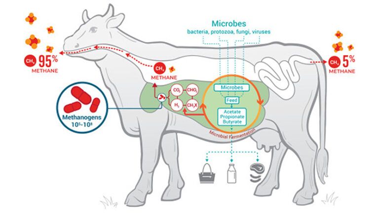 Can feeding cattle algae help reduce methane emissions?! - Untamed Science