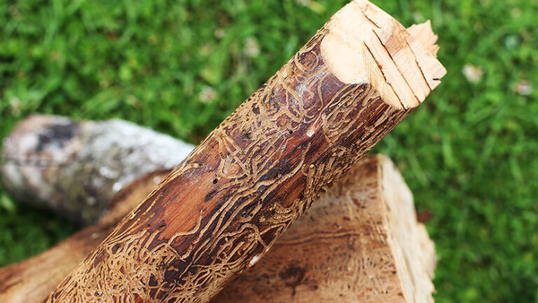 How Do Bark Beetles Kill Trees? - Untamed Science
