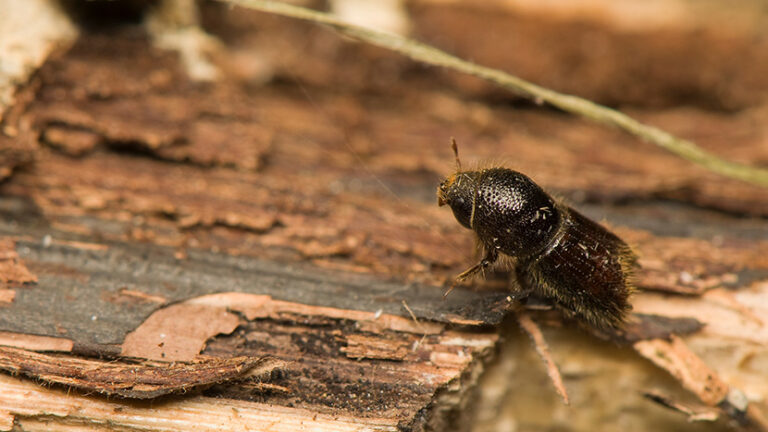 How Do Bark Beetles Kill Trees? - Untamed Science