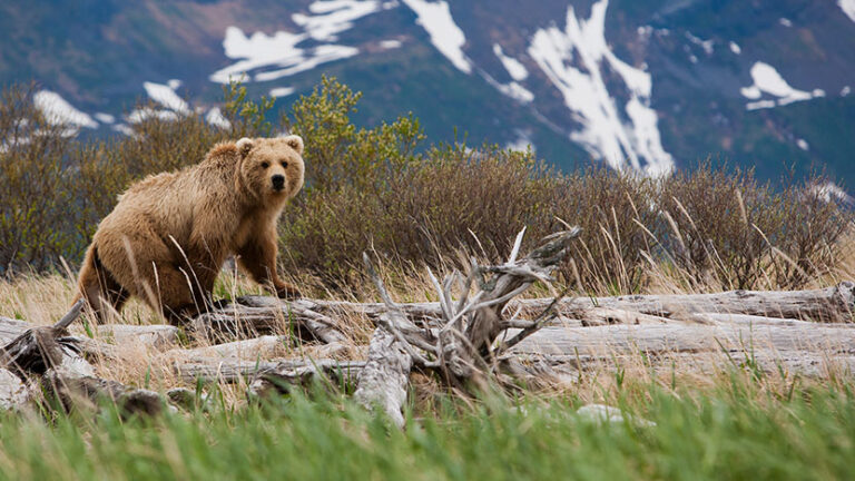 Ranking of the Best Nature Documentaries in the USA