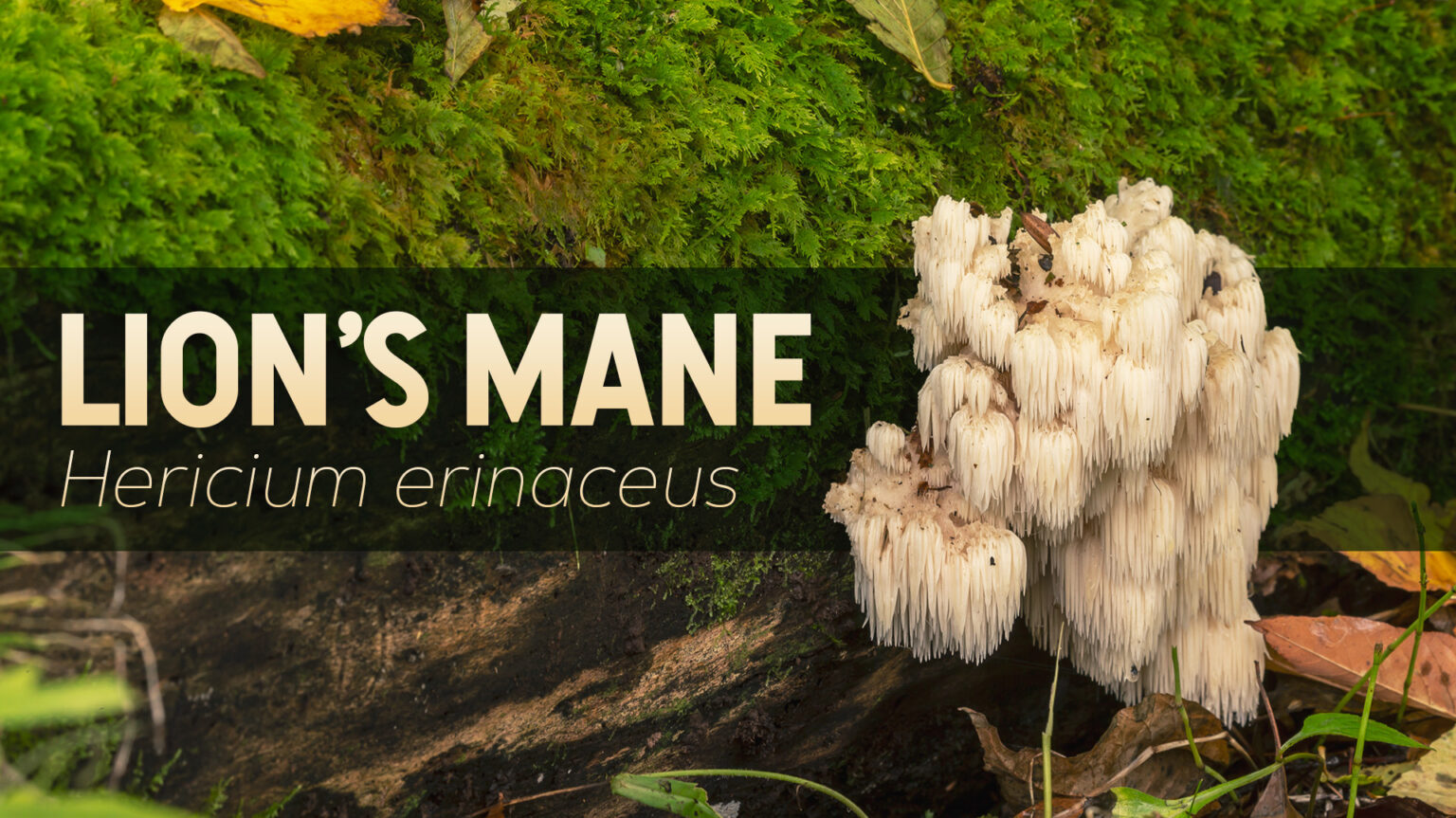 Lions Mane Mushroom shows Promise for Brain Health