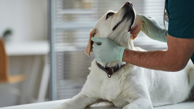 What Is Pet Preventive Care and Why Is It Important?
