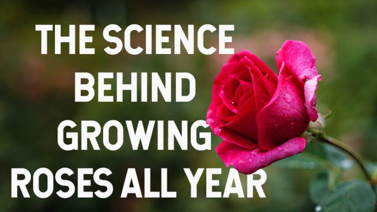 Rose breeding technology