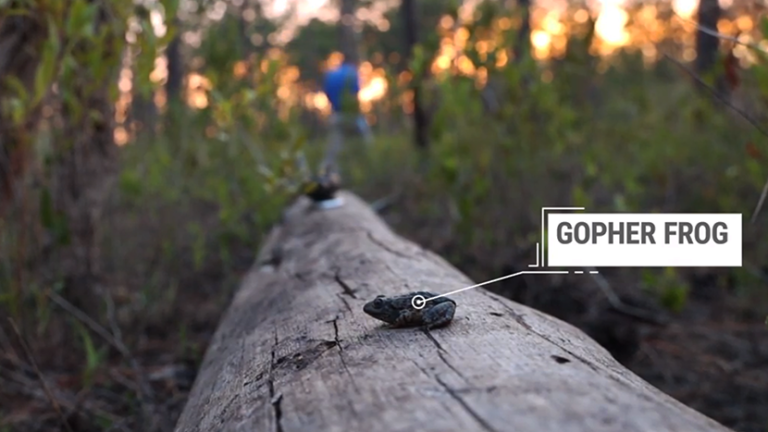 How Burning a Forest Can Help Gopher Frogs - Untamed Science