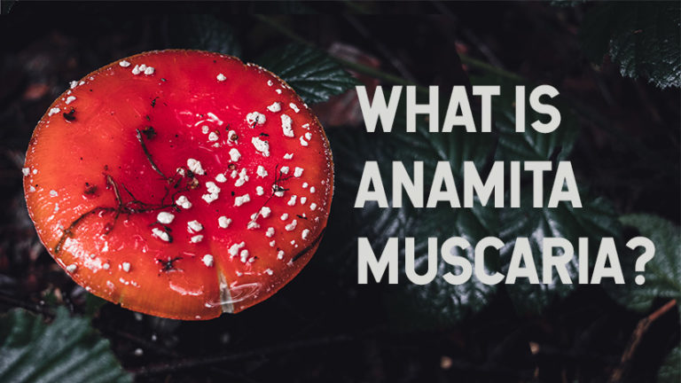 Exploring the Enigmatic World of Amanita Muscaria: Myths, Legends, and ...