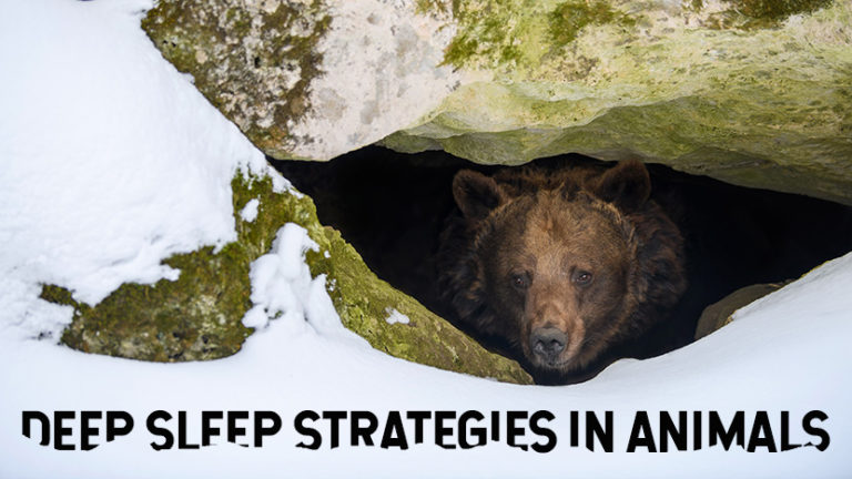 Types of Deep Sleep in Animals: Torpor, Hibernation, Estivation and ...