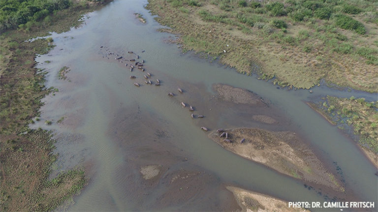 Dr. Camille Fritsch - Hippo Expert and SA Guide - Untamed Science