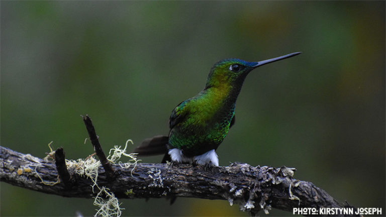 Types of Deep Sleep in Animals: Torpor, Hibernation, Estivation and Brumation - Untamed Science