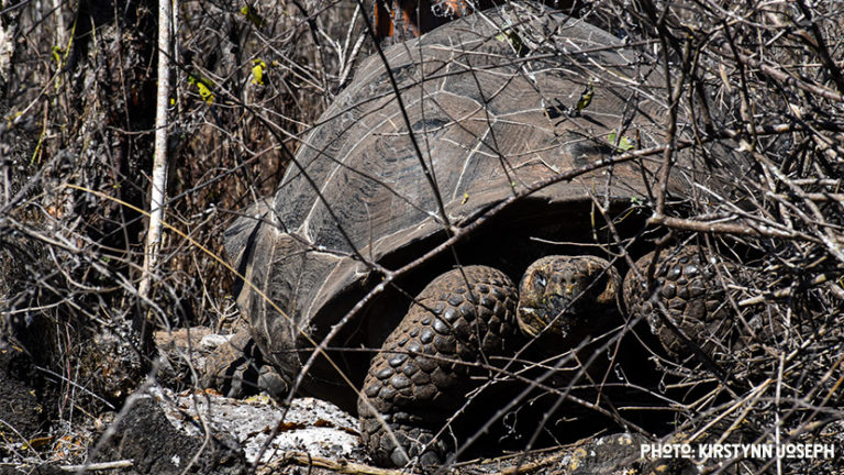 Types of Deep Sleep in Animals: Torpor, Hibernation, Estivation and Brumation - Untamed Science