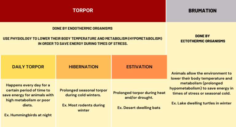 torpor_hibernation_estivation_brumation - Untamed Science