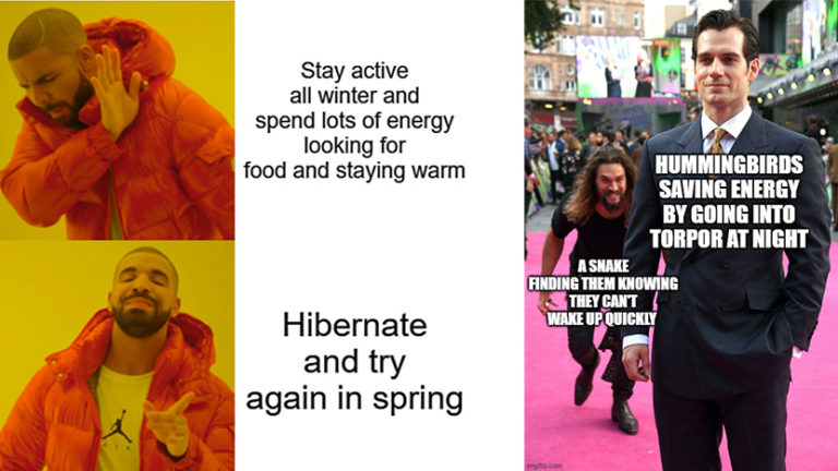 Types of Deep Sleep in Animals: Torpor, Hibernation, Estivation and ...