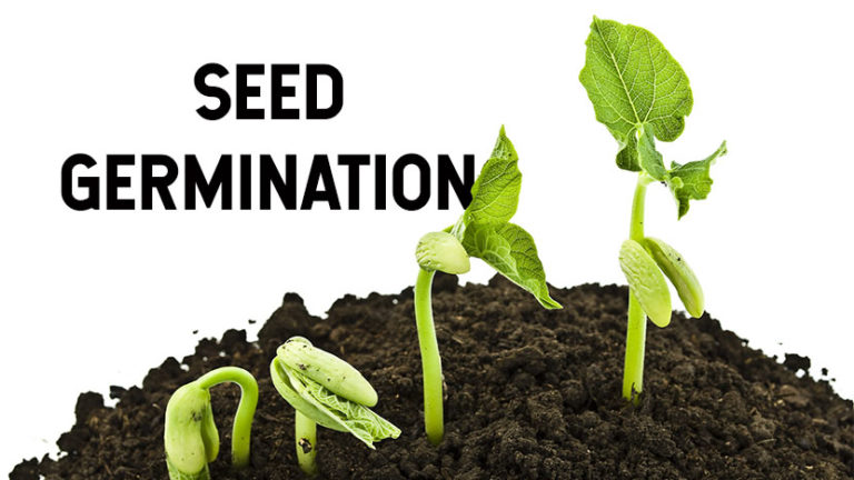 How To Germinate Seeds? 5 Tips You Can Try
