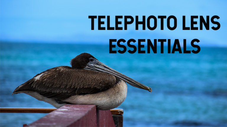 Our Blog - Untamed Science