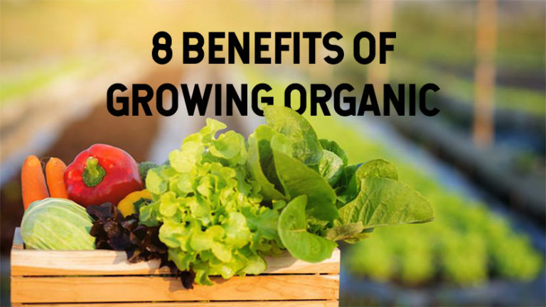 8 Surprising Benefits of Organic Produce for Our Ecosystem