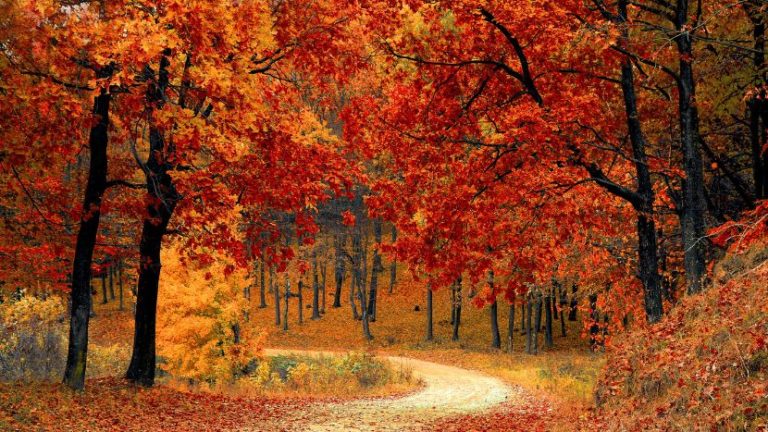 A Guide to Colour in Nature