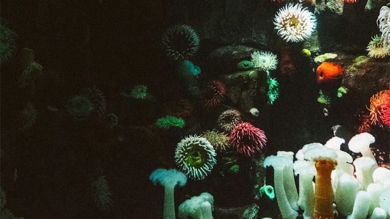 marine - Untamed Science