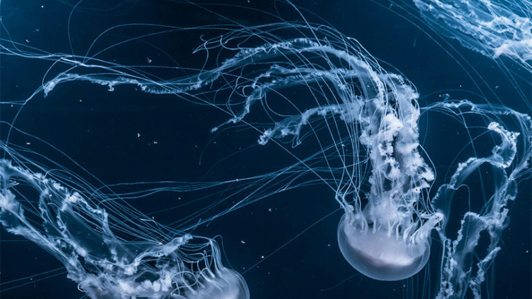 AI in Marine Biology: Revolutionizing Ocean Research