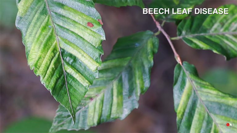 What is Up With Beech Leaf Disease? - Untamed Science