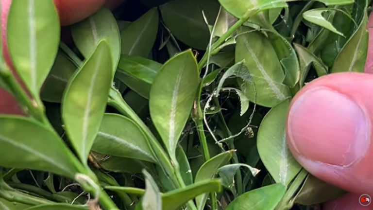 Watch Out For The Box Tree Moth! - Untamed Science