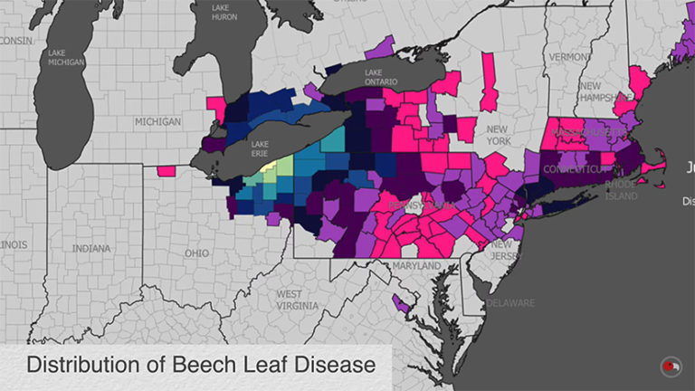 beech leaf disease distribution - Untamed Science