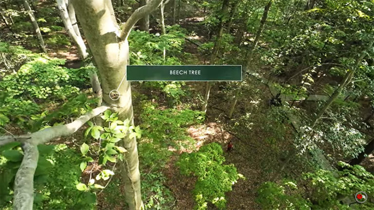 beech tree forest - Untamed Science