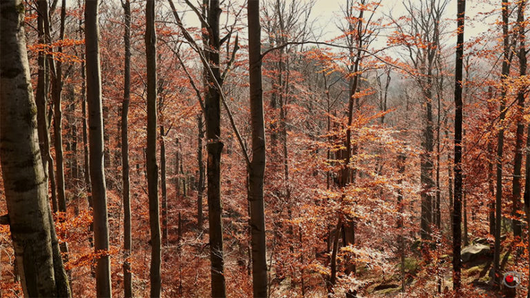 What is Up With Beech Leaf Disease? - Untamed Science